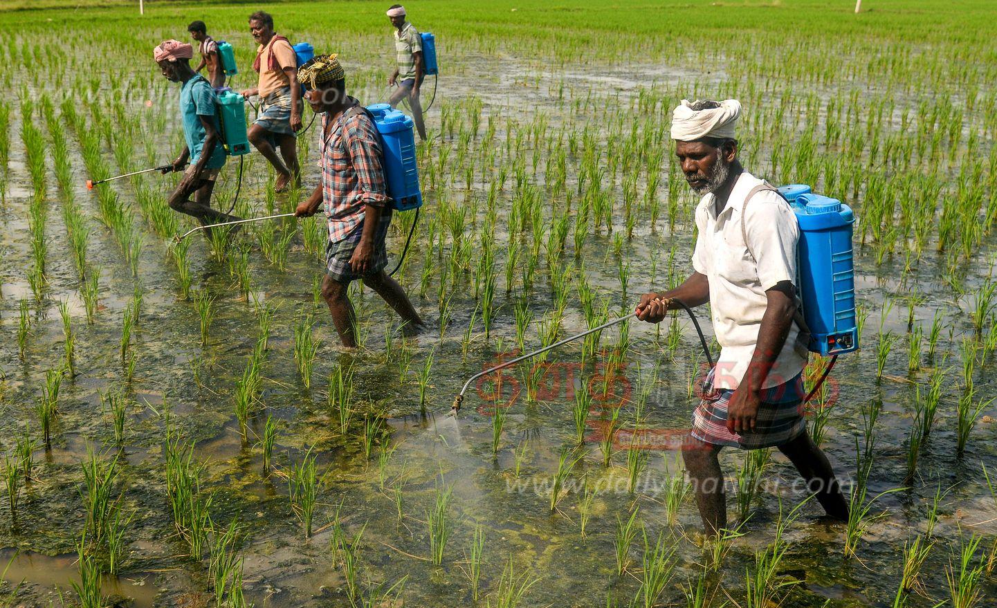 paddy field affect by insects | பூச்சி தாக்குதலில் சிக்கி தவிக்கும் ...