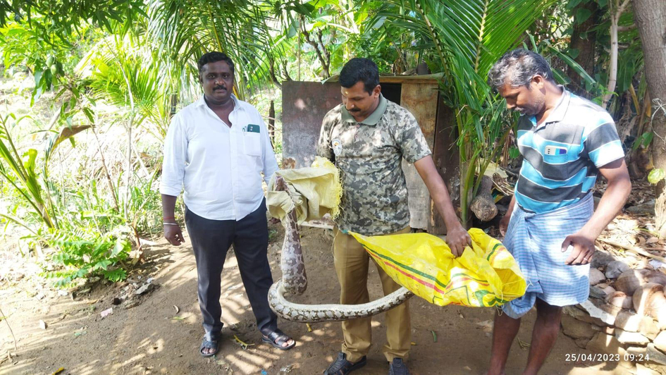 The python that swallowed the chicken was caught | கோழியை விழுங்கிய ...