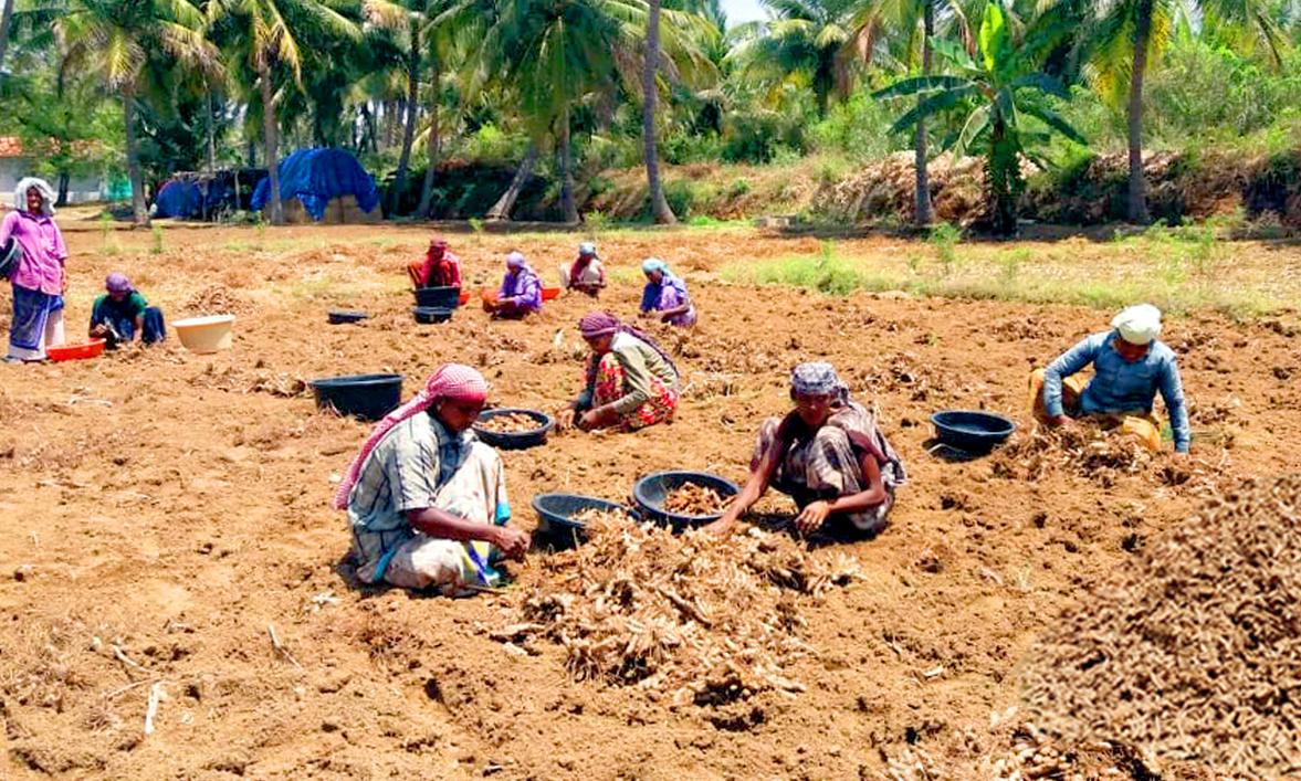 manzal | மஞ்சள் அறுவடை மும்முரம்