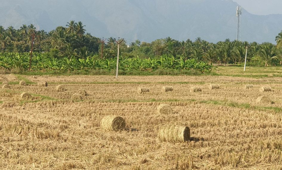 straw | கம்பம் பள்ளத்தாக்கு கடைமடையில் இருந்து கேரளாவுக்கு ...