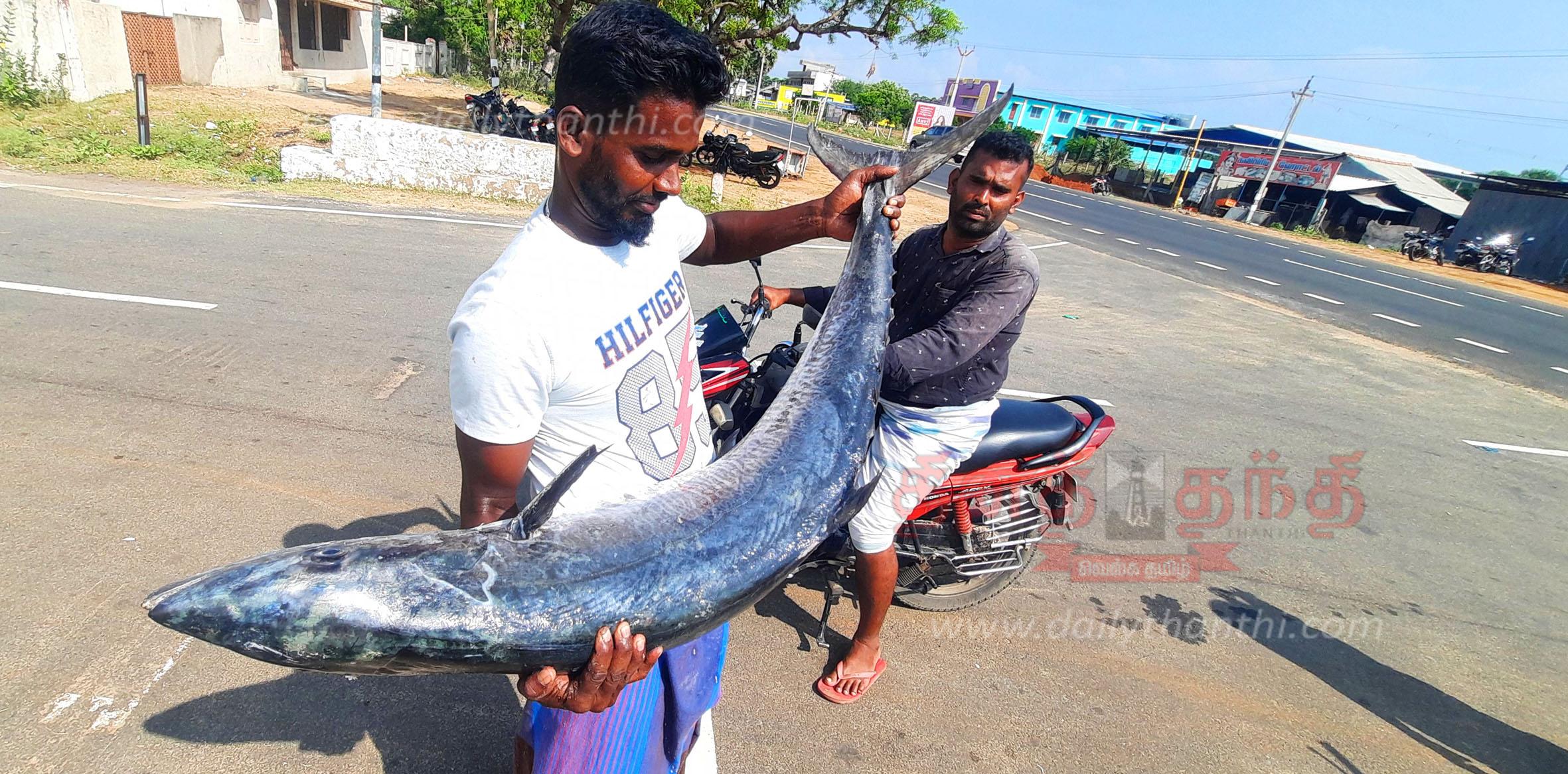 Sheela fish price hike | சீலா மீன் விலை உயர்வு