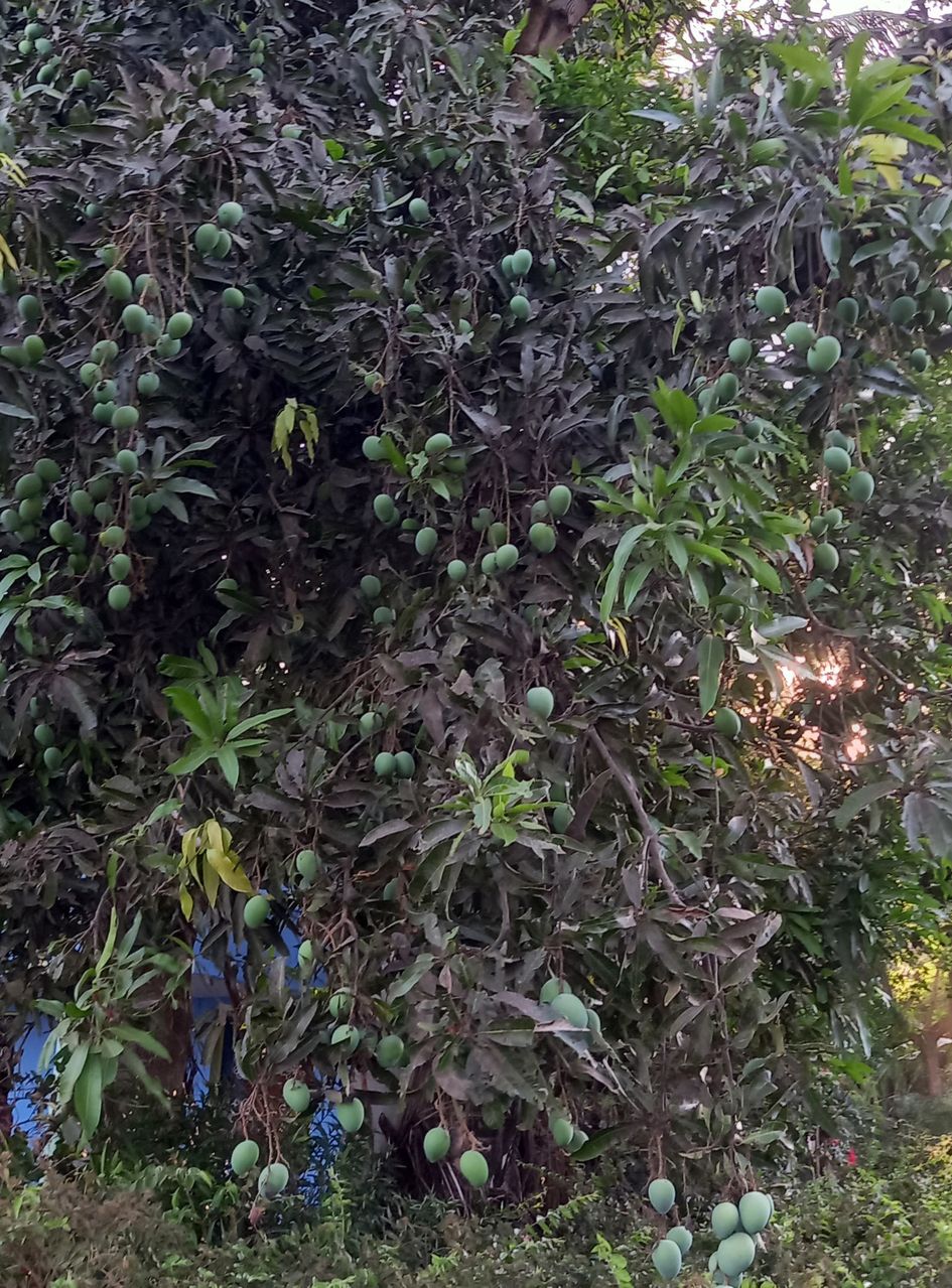 The country's mango yield is enormous | நாட்டு மாங்காய் விளைச்சல் அமோகம்