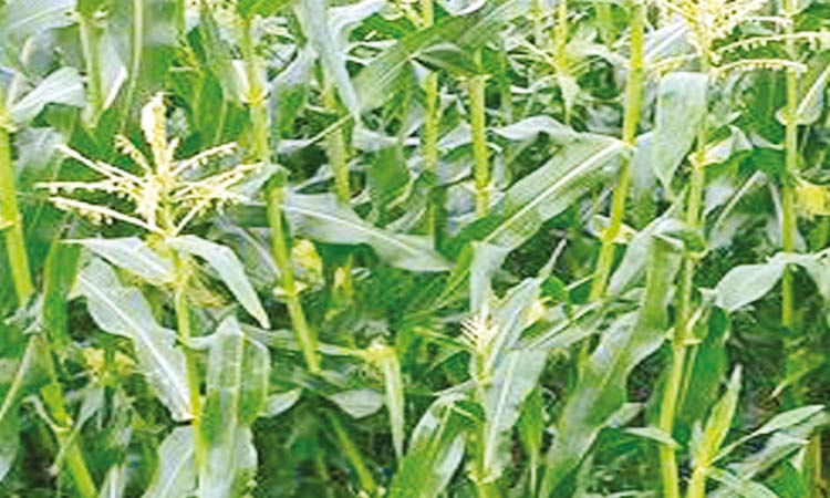 Forage corn grows in a short period to cope with summer | கோடையை ...