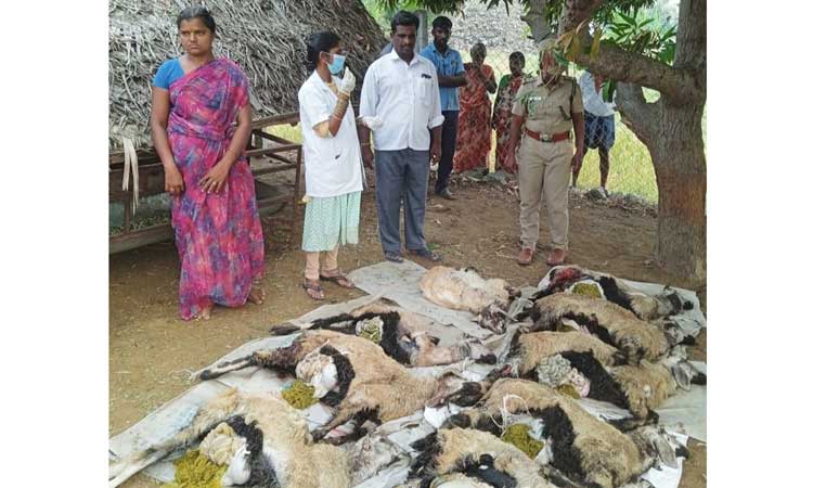 11 goats died after being bitten by a mysterious animal | மர்ம விலங்கு ...