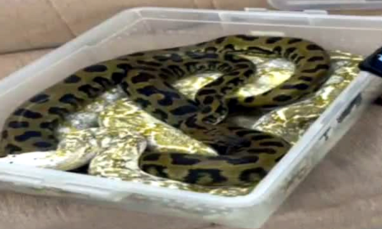Smuggling from Malaysia Venomous snake cubs seized at Chennai airport ...