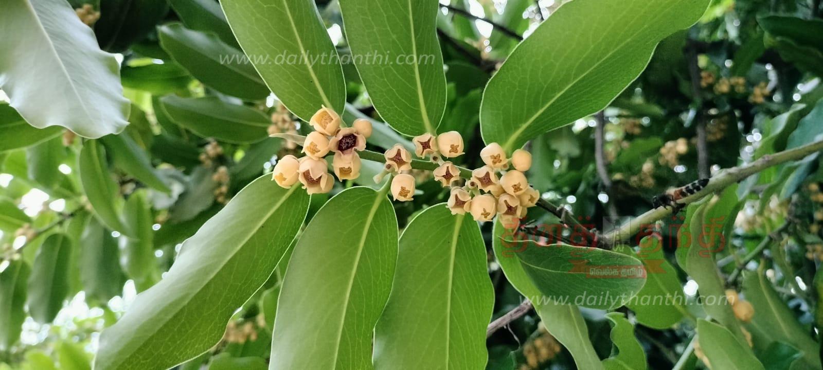 Uthala flowers bloom once a year | ஆண்டுக்கு ஒரு முறை பூக்கும் உத்தால ...