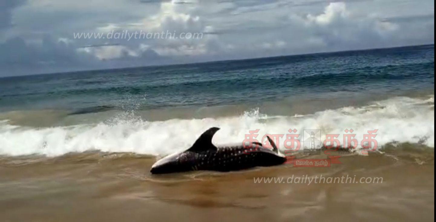 A rare type of Udumbu shark caught in a net spread by fishermen near ...