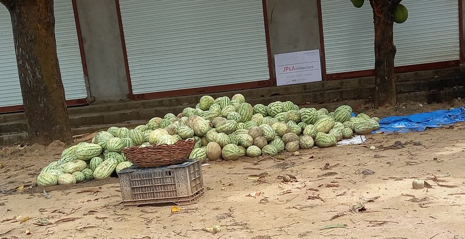 Watermelon fruits wasted by rain | மழையால் வீணாகி வரும் தர்பூசணி பழங்கள்