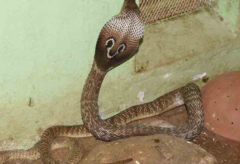 snake | மொபட்டில் புகுந்த பாம்பு