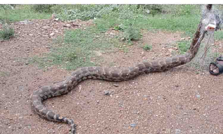 A python caught in a fishing net in a lake | ஏரியில் மீனுக்கு வீசிய ...
