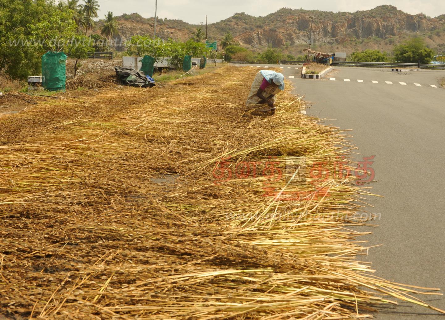 The task of drying sesame plants | எள் செடிகளை காய வைக்கும் பணி