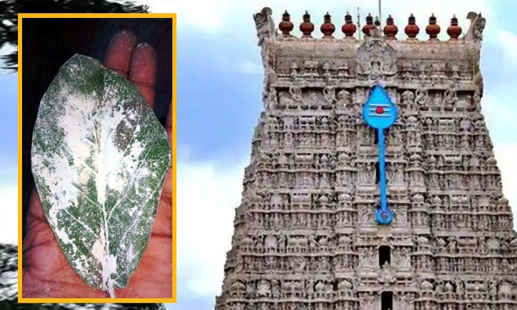 Vibhuti in paneer leaf | பன்னீர் இலையில் விபூதி