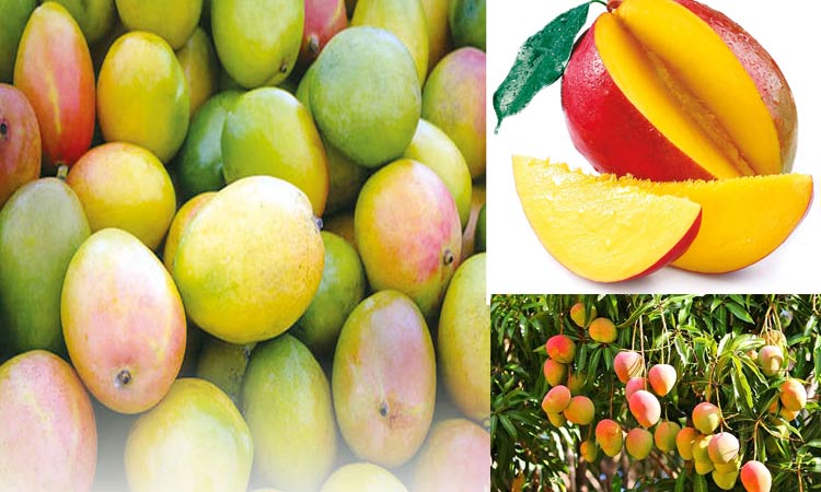Salem Mango | தித்திக்கும் சேலத்து மாம்பழம்