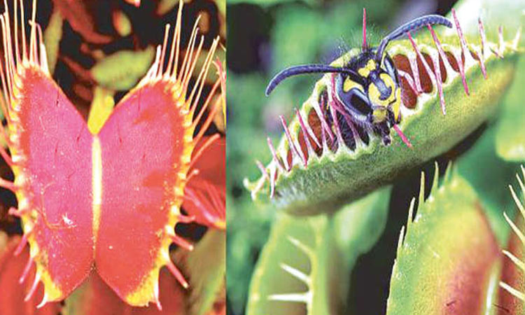 Awesome Carnivorous Plants | பூச்சிகளை உண்ணும் தாவரம்