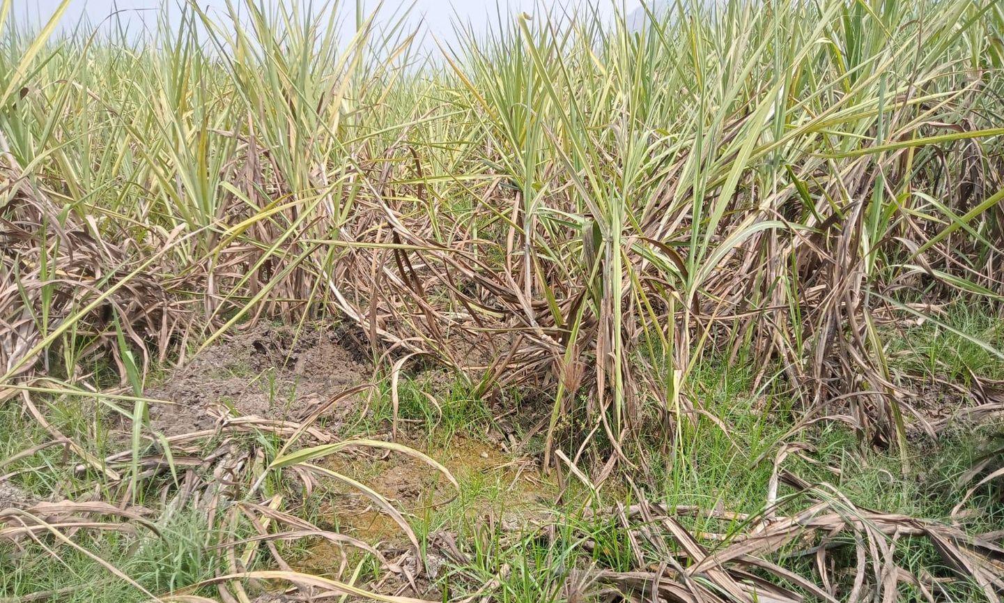 Wild pigs destroying sugarcane crops | கரும்பு பயிர்களை நாசம் செய்யும் காட்டு பன்றிகள்