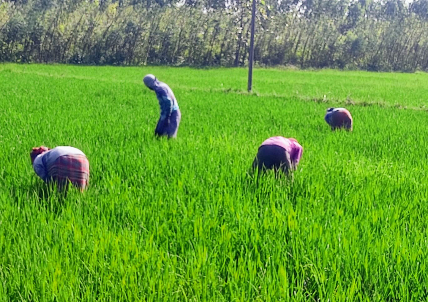 North State laborers in weeding process | களை எடுக்கும் பணியில் வட ...