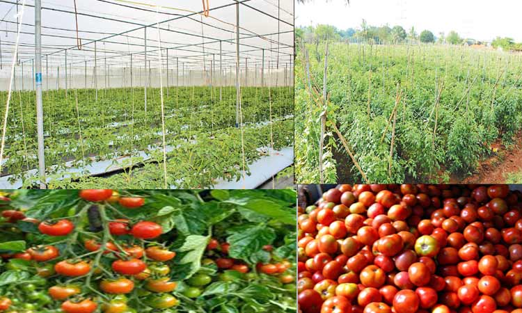 Horticulture Department action for regular availability of tomatoes ...