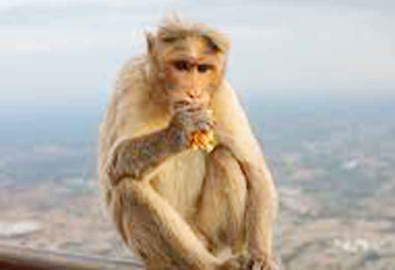 People suffer due to monkey infestation | குரங்குகள் தொல்லையால் ...