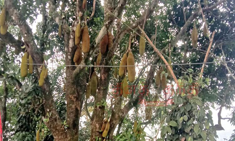 Jackfruit season has started | பலாப்பழ சீசன் தொடங்கியது