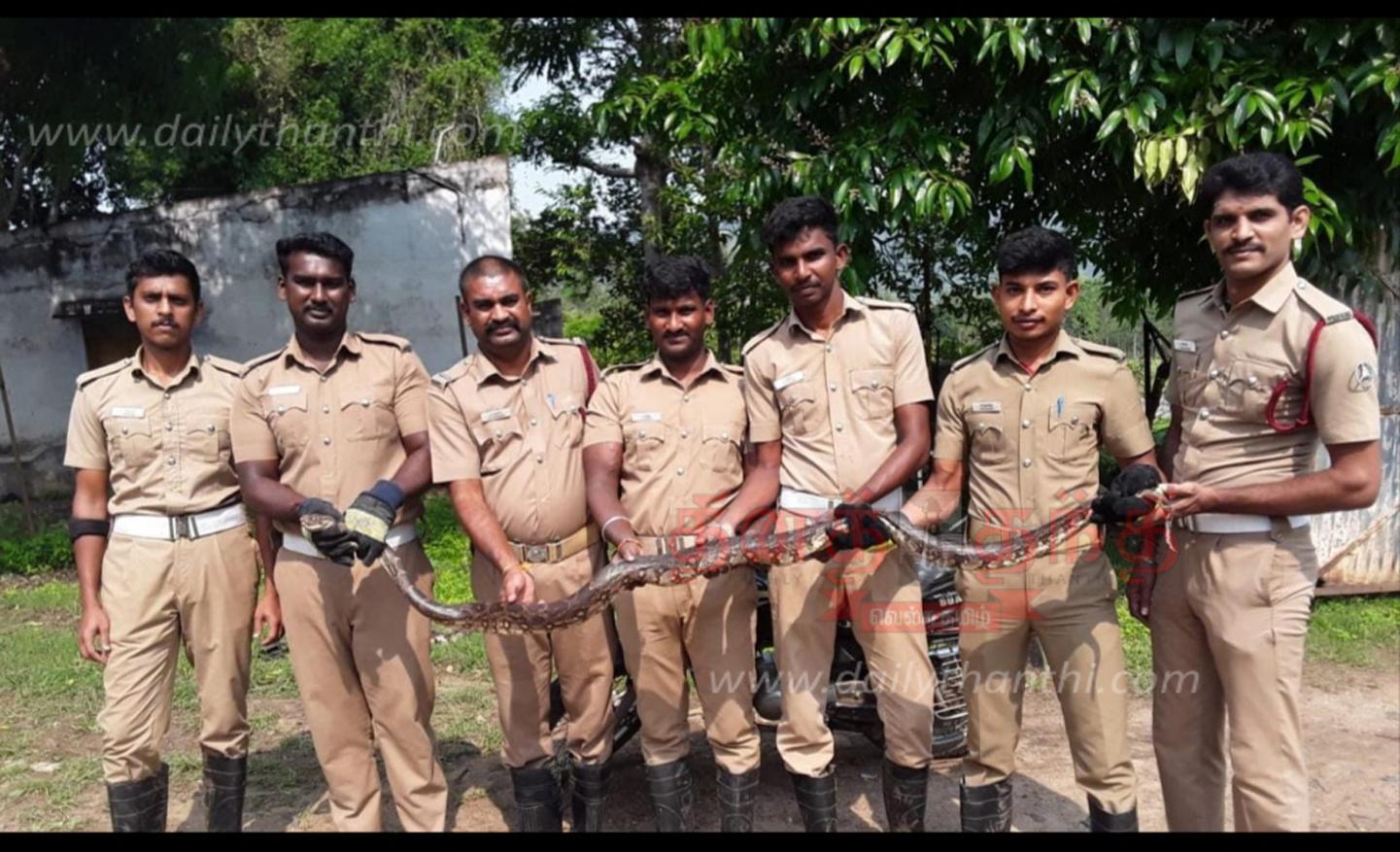 Near Asanur 10 feet python rescue | ஆசனூர் அருகே 10 அடி நீளம் உள்ள ...
