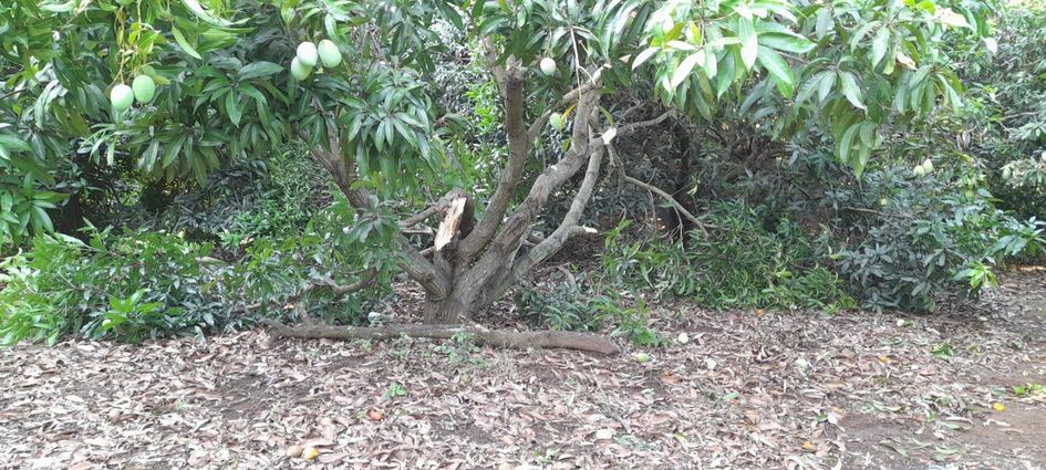 Wild elephants damaged mango trees | மாமரங்களை சேதப்படுத்திய காட்டுயானைகள்