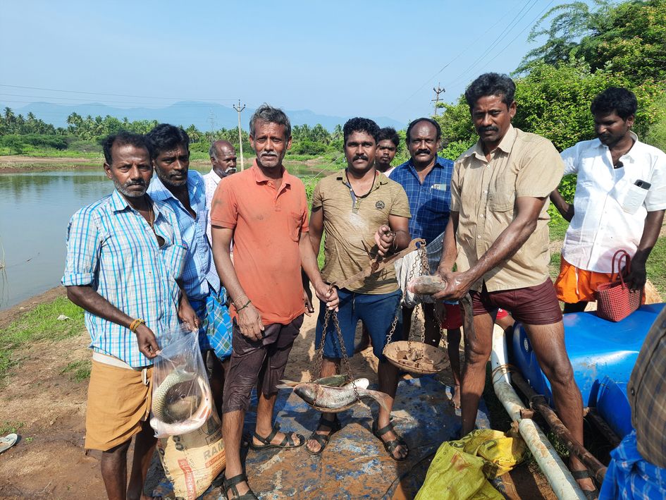 People gathered to buy Kanmai fish | கண்மாய் மீன்களை வாங்க குவிந்த மக்கள்