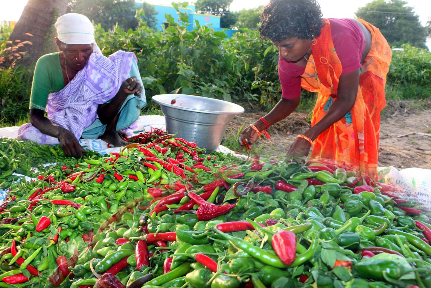 Chilli harvesting work intensity | மிளகாய் அறுவடை பணி தீவிரம்