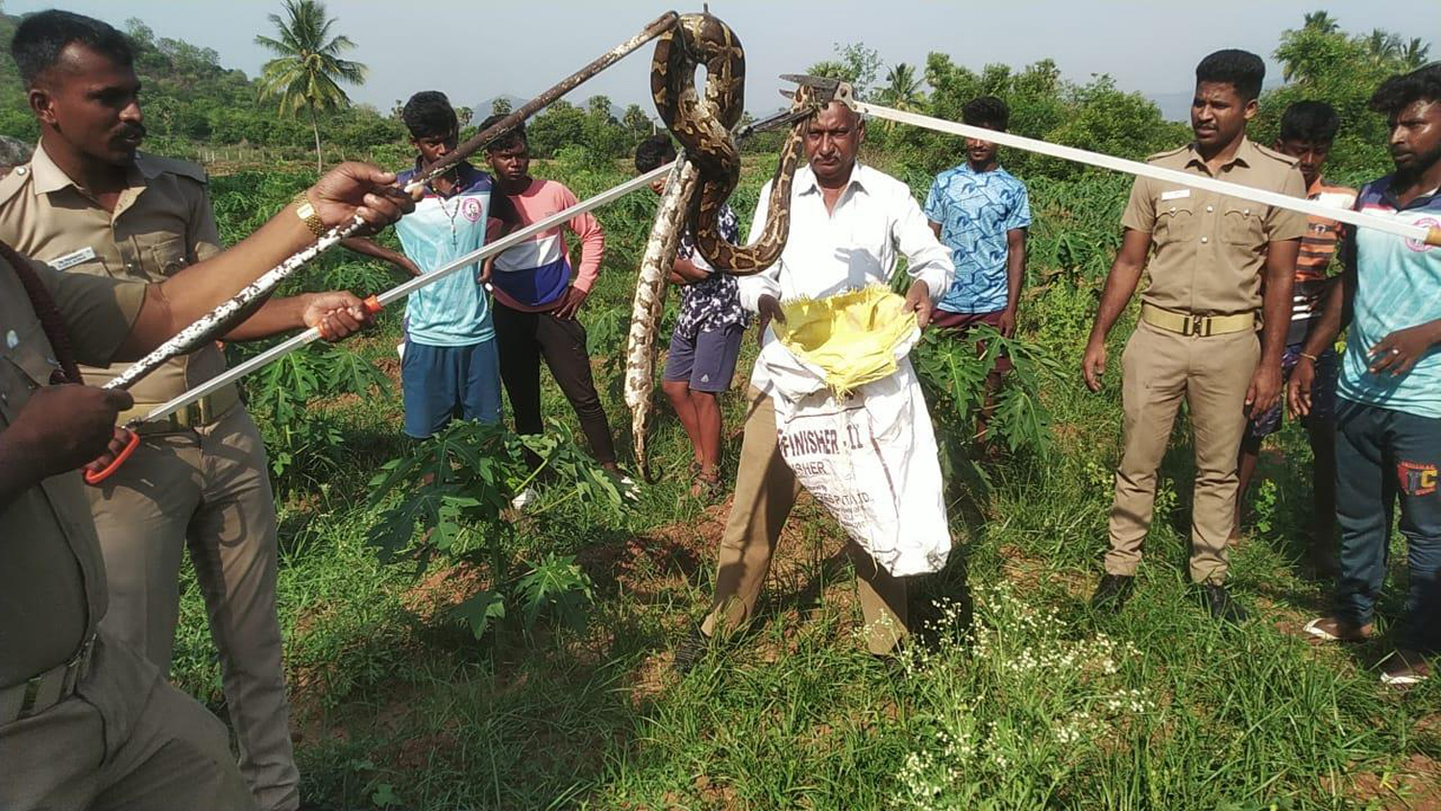 A 12 feet long python was caught | 12 அடி நீள மலைப்பாம்பு பிடிபட்டது