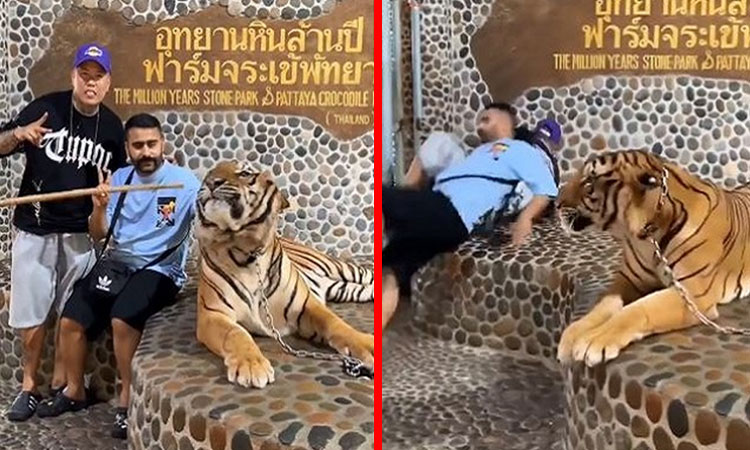 A photo with a tiger... Youths who ran for dear life... Is this ...