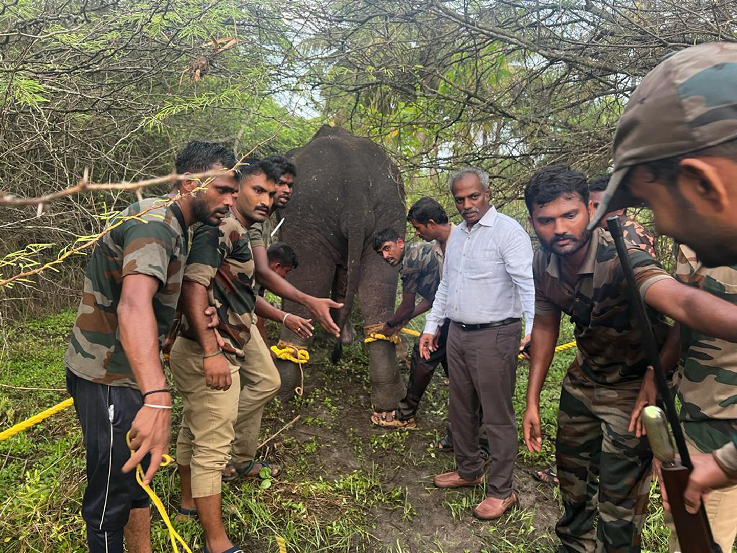 2 wild elephants were captured with anesthetic injection | 2 காட்டு ...