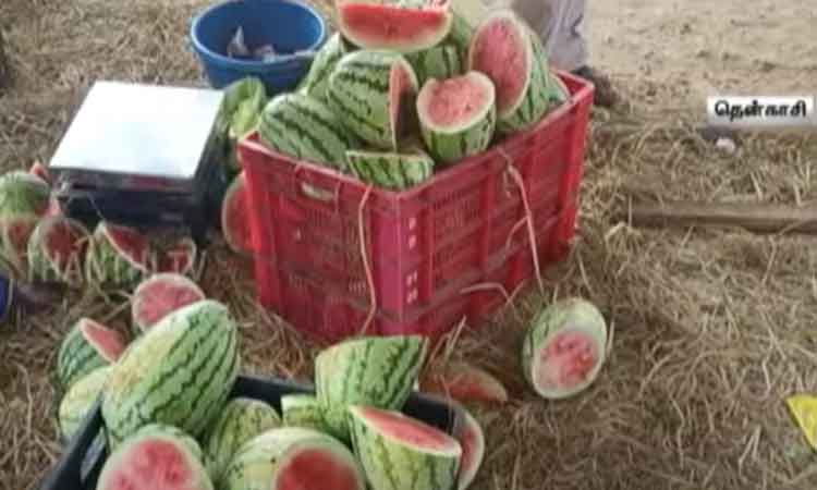 Chemical Injection to ripen fruits; Destruction of 100 kg Watermelon in ...