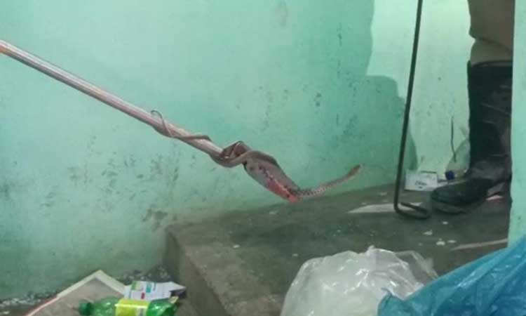 A 5-foot long snake was caught in the Anti-Corruption Bureau | லஞ்ச ...
