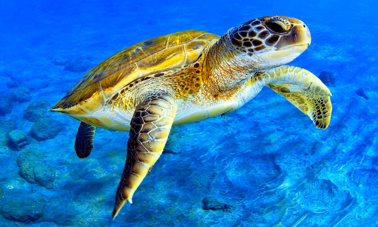 World Turtle Day | உலக ஆமைகள் தினம்