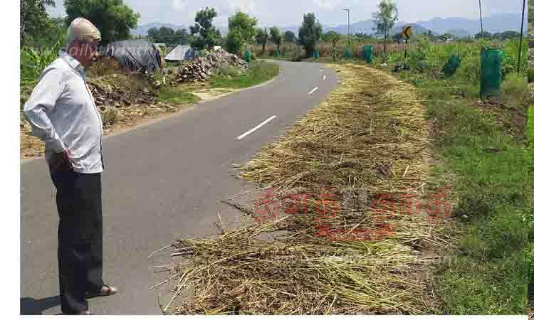 The task of drying sesame plants | எள் செடிகளை காயவைக்கும் பணி