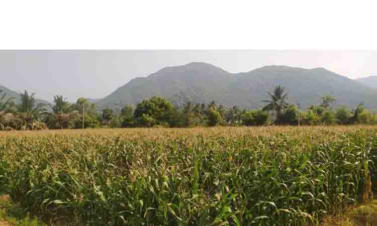Maize crops | மக்காச்சோள பயிர்கள்