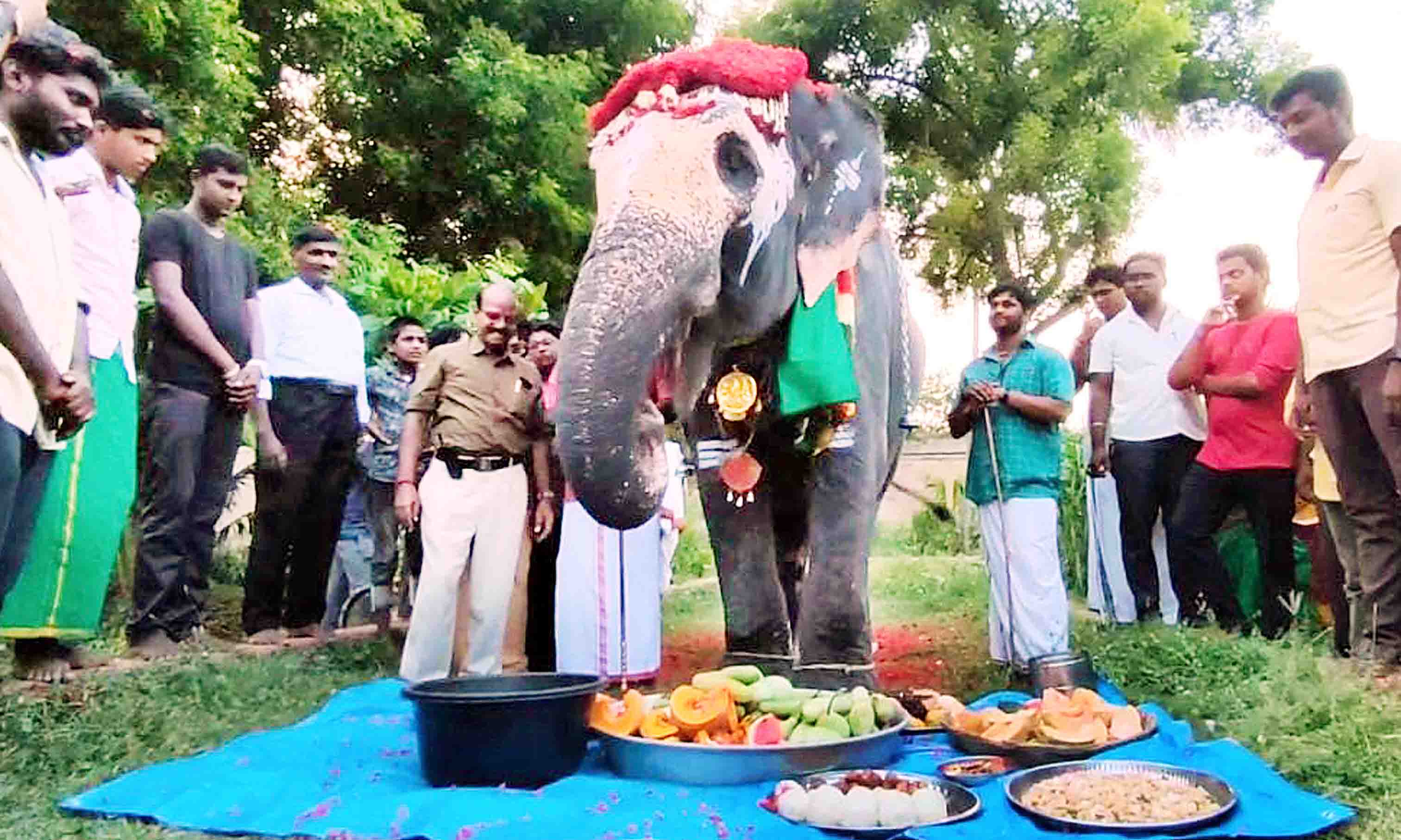 Akila, the temple elephant who celebrated his birthday | பிறந்த நாள் ...