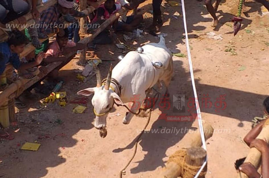 Ox slaughtering ceremony | போடம்பட்டியில்எருது விடும் விழா