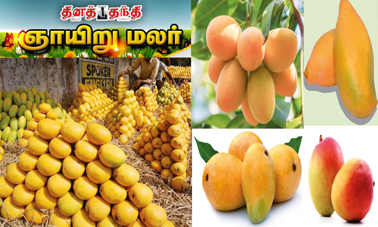Cities famous for mango varieties | மாம்பழ ரகங்களுக்கு பிரபலமான நகரங்கள்
