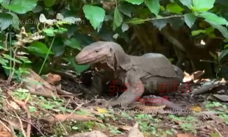 Udumbu entered Cuddalore | கூடலூருக்குள் புகுந்த உடும்பு