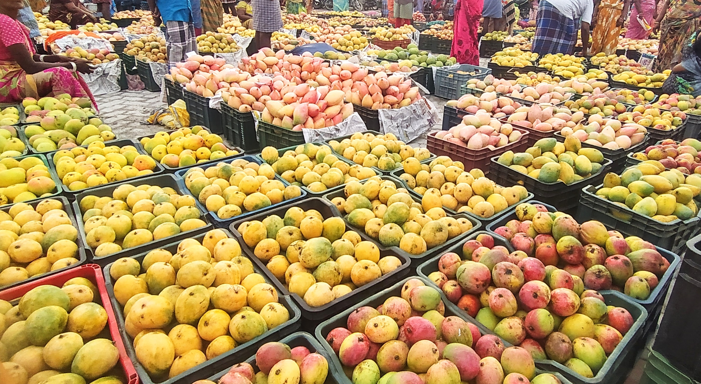 Mango prices fall due to increase in supply | வரத்து அதிகரிப்பால் ...