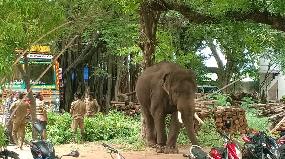 'Arikkomban' because the elephant did not get caught Kumki elephants ...