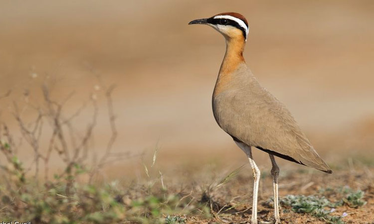 After 86 years, Jerdon's courser bird regains its species status | 86 ...