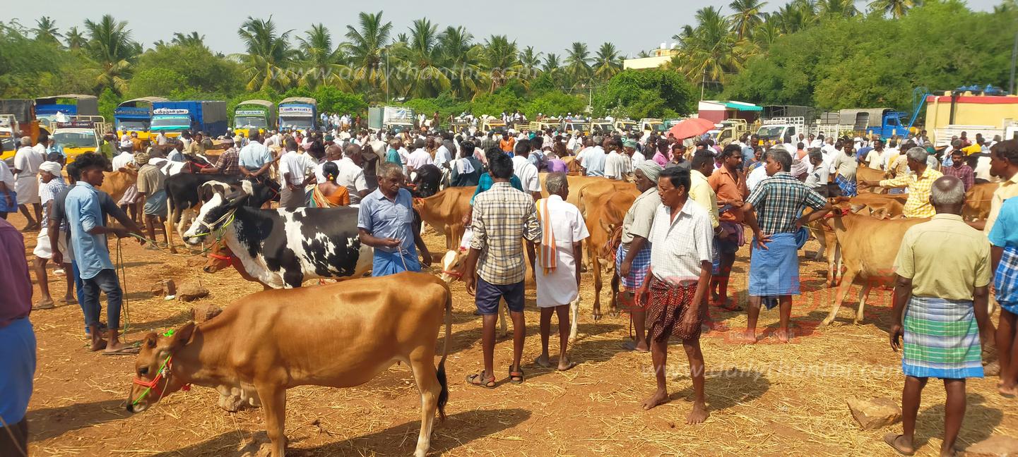 At Chinapuram Livestock Market Selling cows for Rs.1½ acre | சீனாபுரம் ...