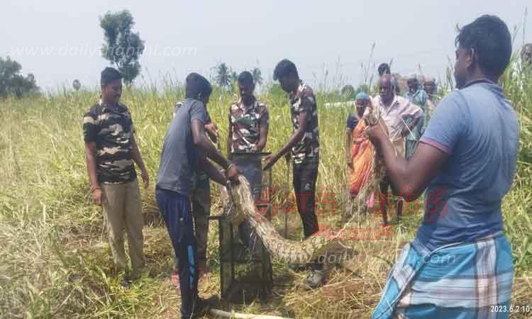 In Guruvarettiur area A 15 feet long python was caught ...