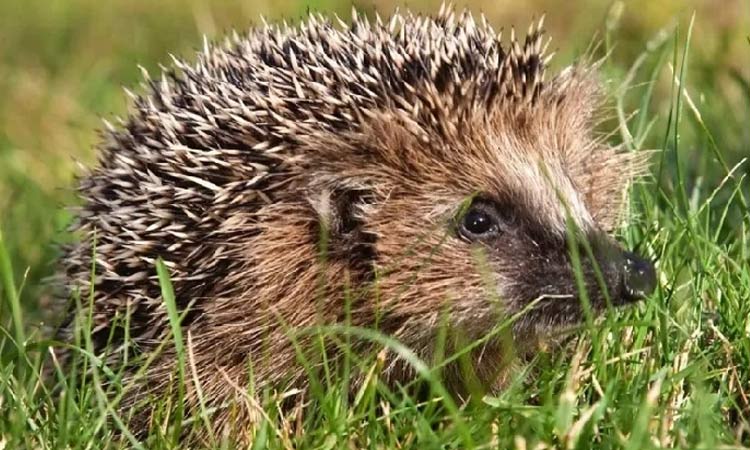 Endangered hedgehogs | அழிந்து வரும் முள்ளெலிகள்