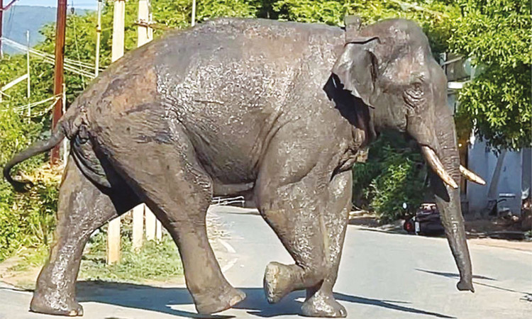 'Arikkomban' in search of new habitat | புதிய வாழ்விடத்தைதேடும் ...