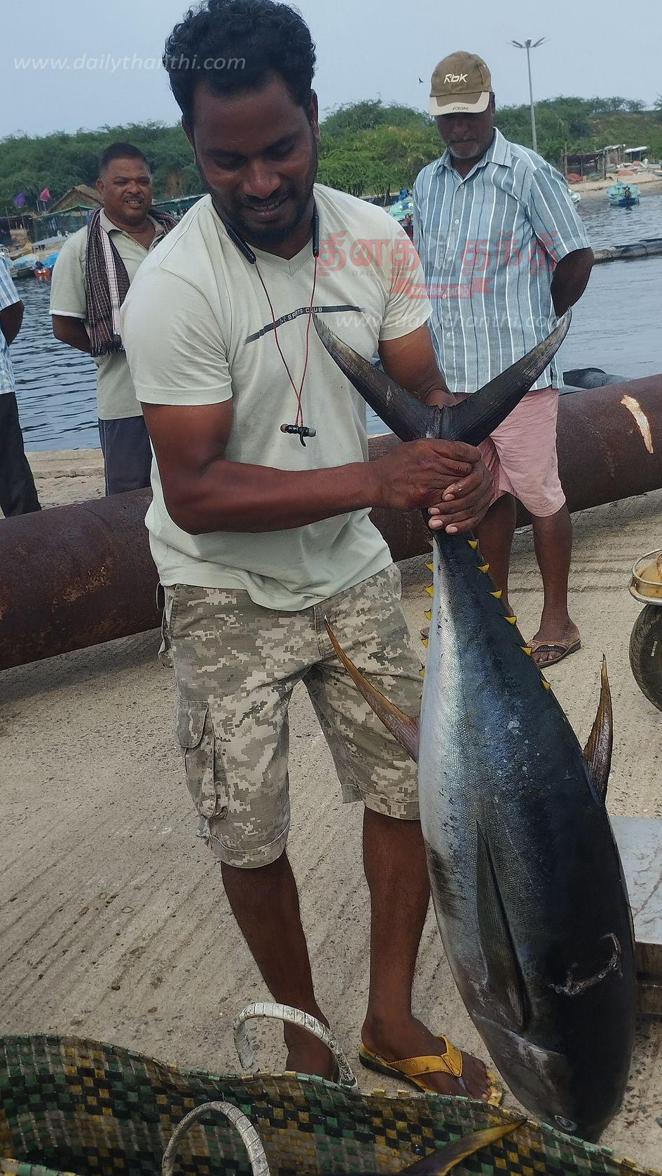 25 kg sundam fishes were caught | 25 கிலோ சுந்தம் மீன்கள் சிக்கியது