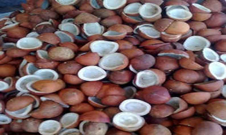 Copper coconut should be purchased at Rs.200 per kg | கொப்பரை தேங்காய் ...