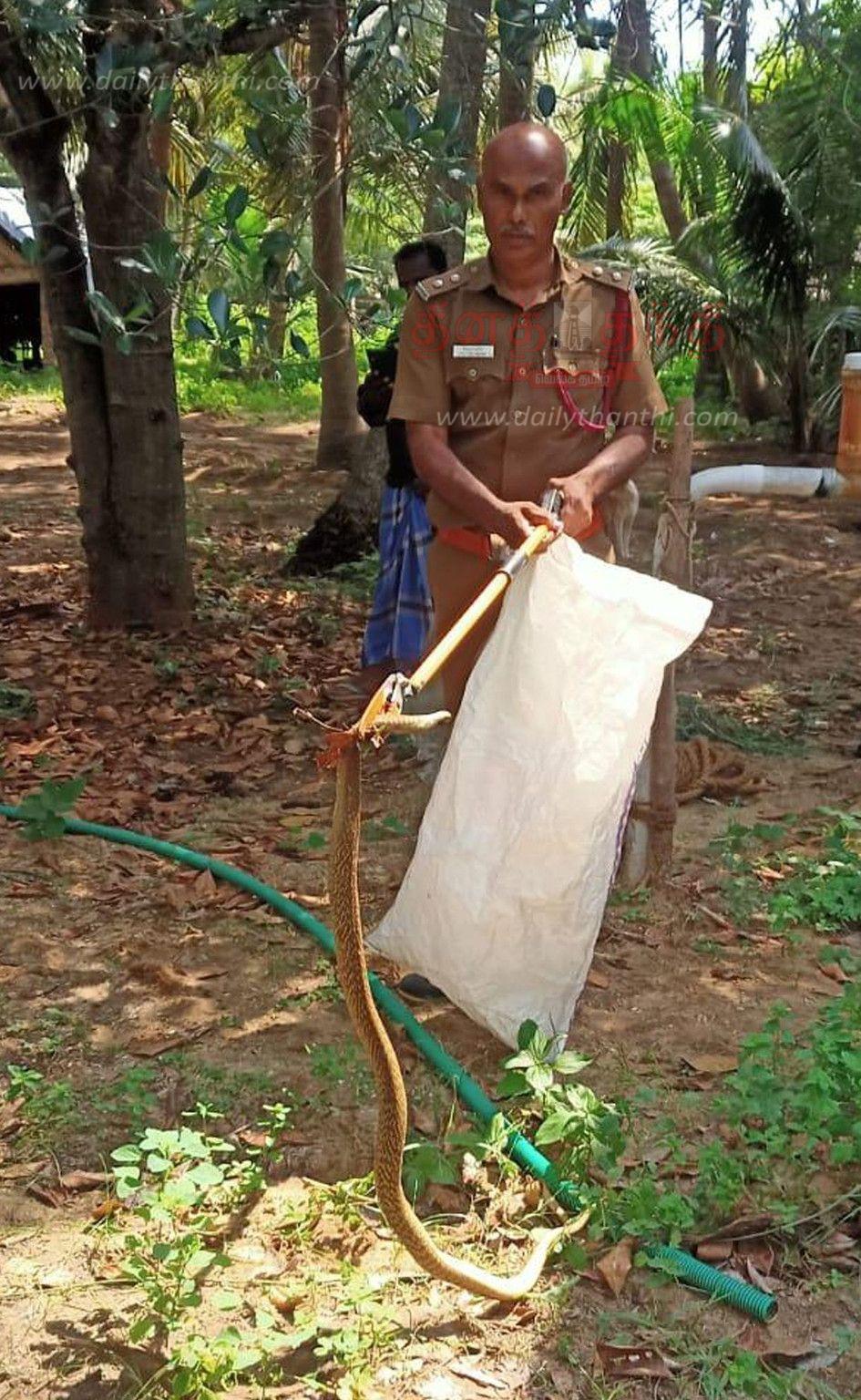7 feet long snake lying in the well | கிணற்றில் கிடந்த 7 அடி நீள நல்லபாம்பு