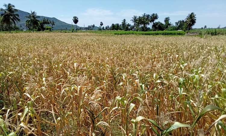 Maize crops drying up without water | தண்ணீர் இன்றி காய்ந்து வரும் ...